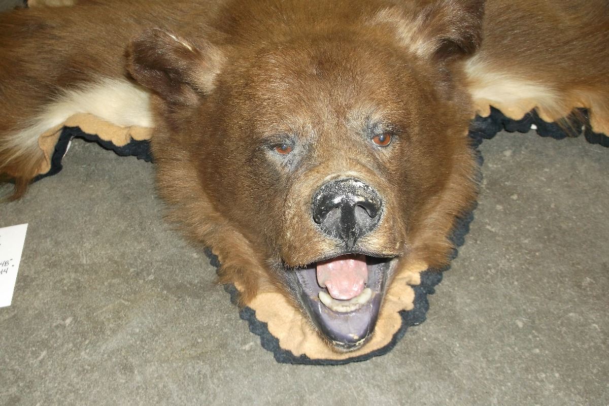Double Matted Black Bear Rug- Chocolate Color- Nose to Tail 49"- Across ...