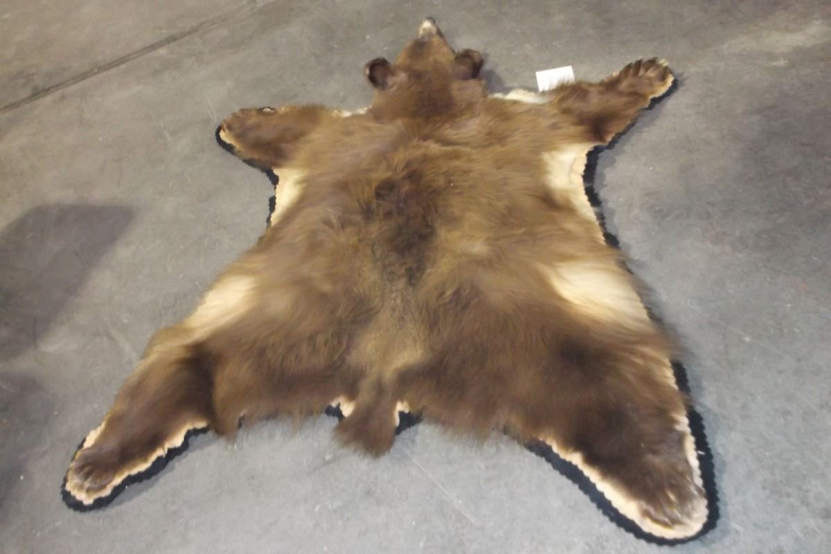 Double Matted Black Bear Rug- Chocolate Color- Nose to Tail 49"- Across ...