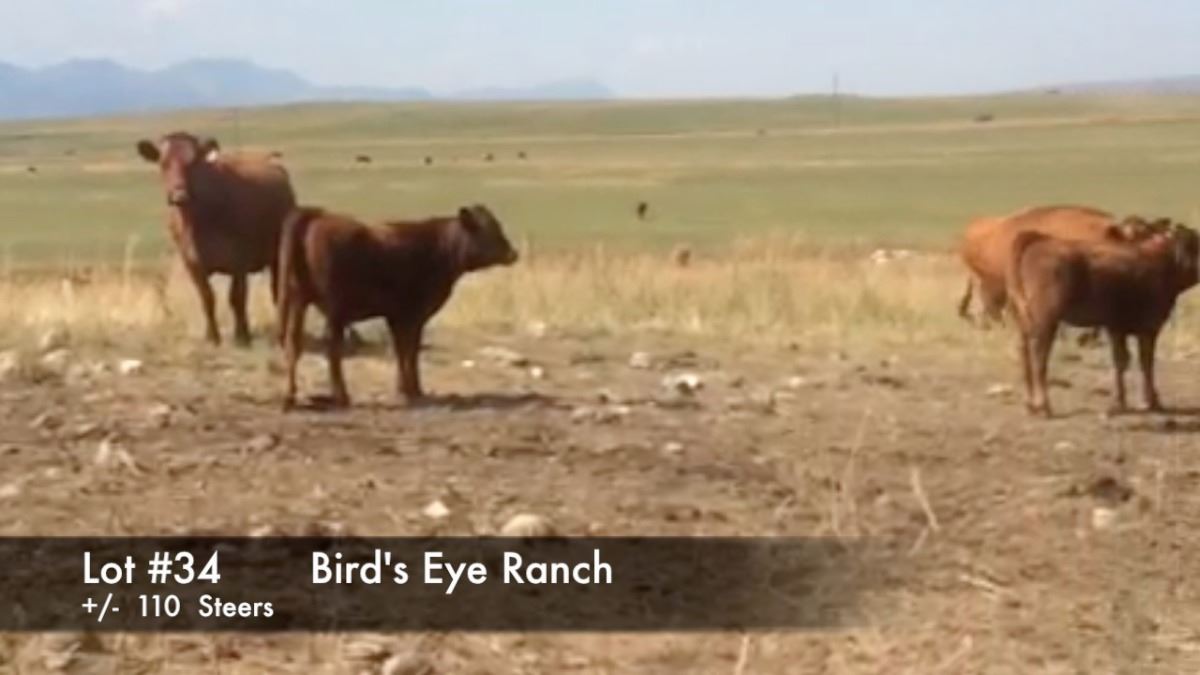 Bird's Eye Ranch +/- 110 Steers