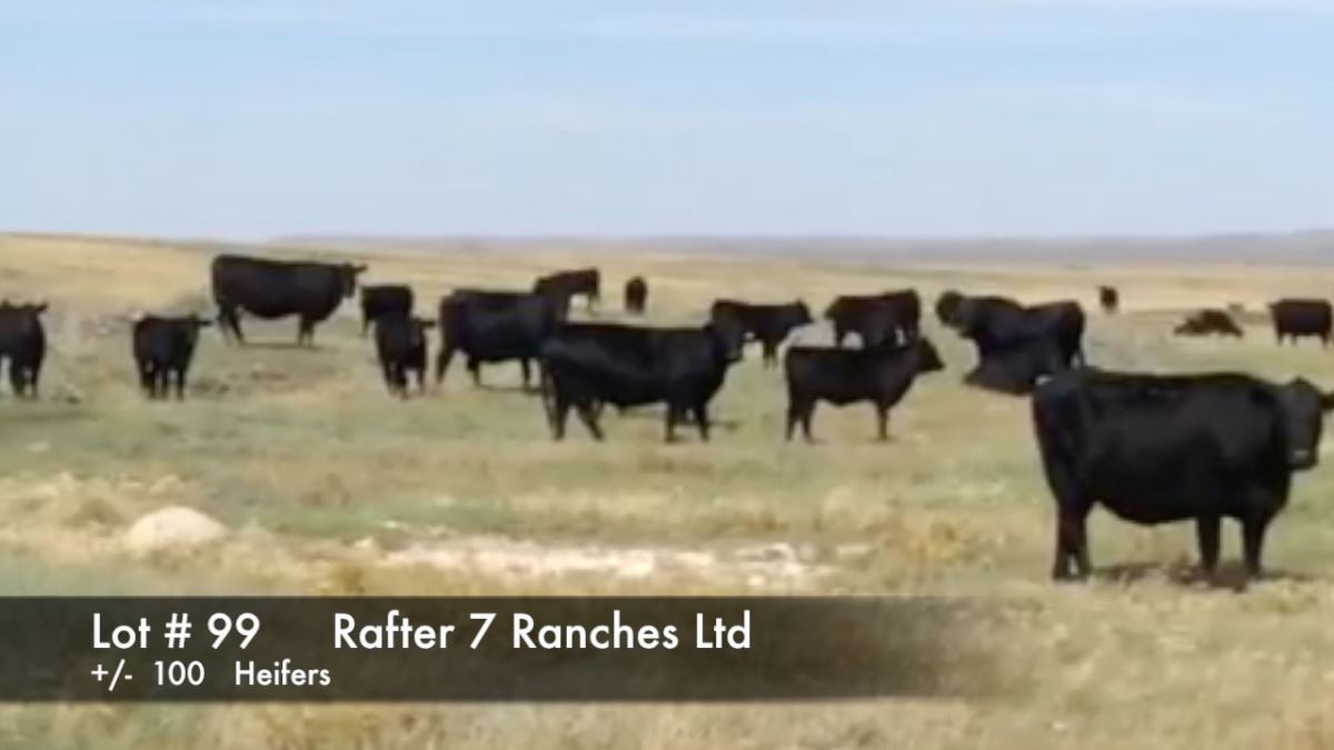 Rafter 7 Ranches Ltd. +/- 100 Heifers