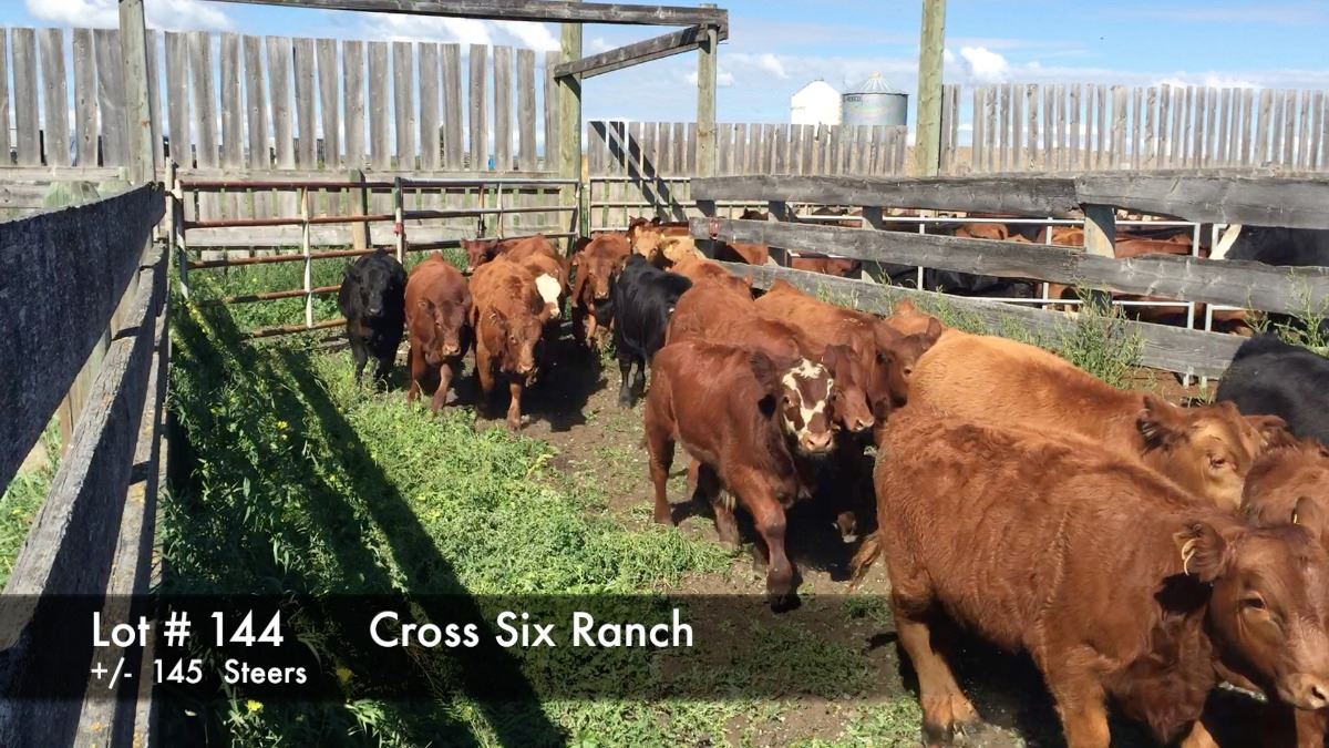 Cross Six Ranch +/- 145 Steers