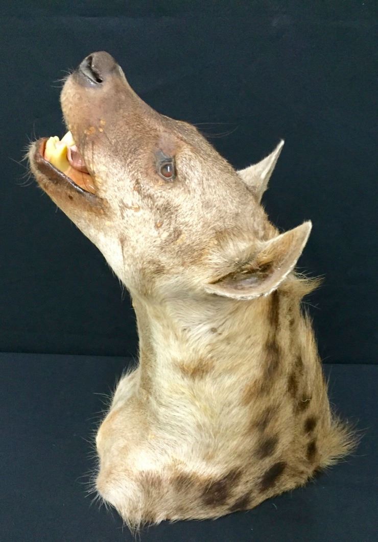 Hyena Taxidermy Mount