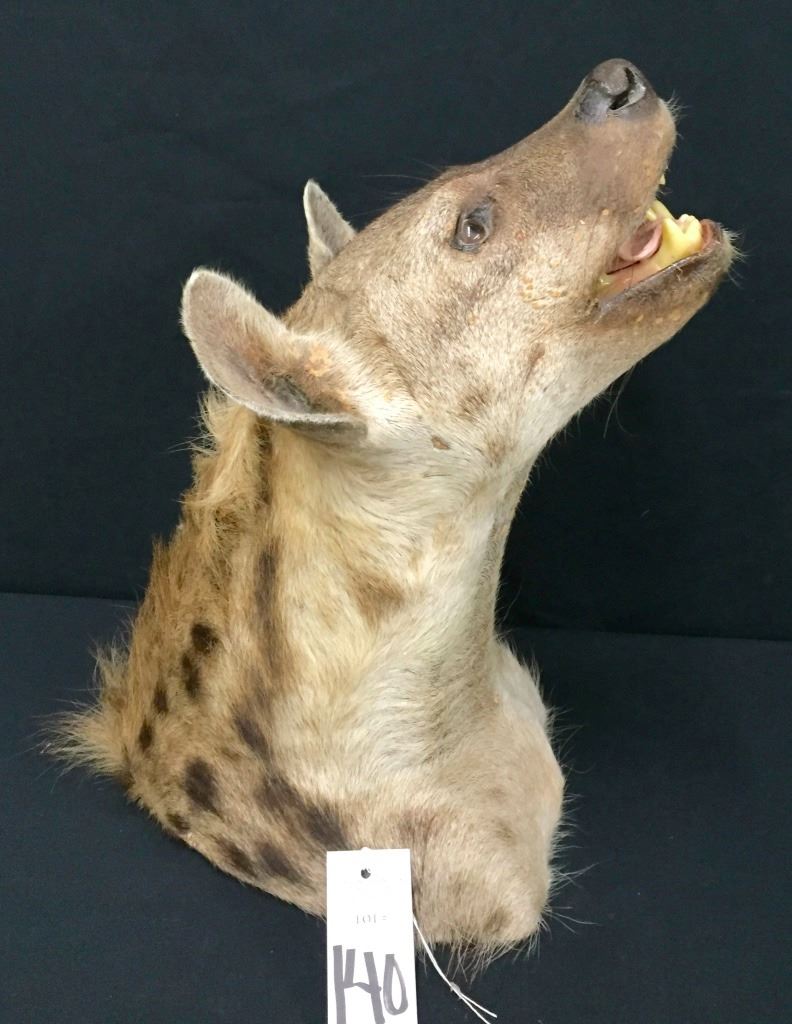 Hyena Taxidermy Mount