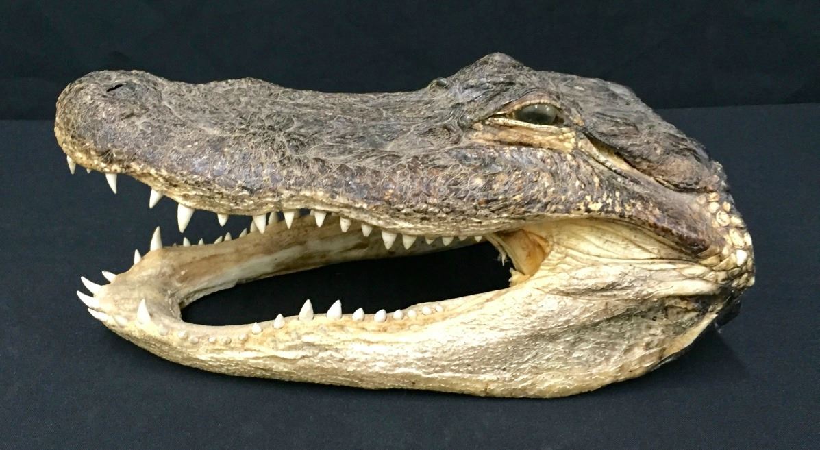 Alligator Head Taxidermy Mount