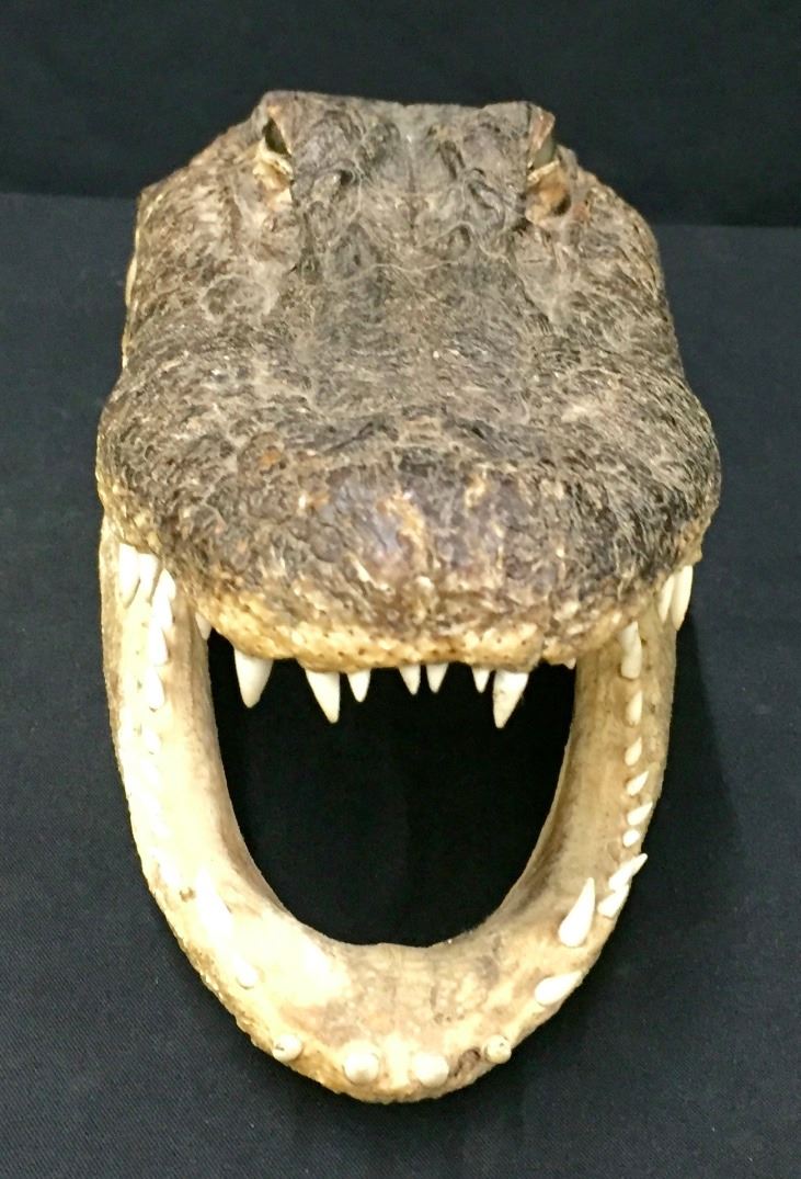 Alligator Head Taxidermy Mount