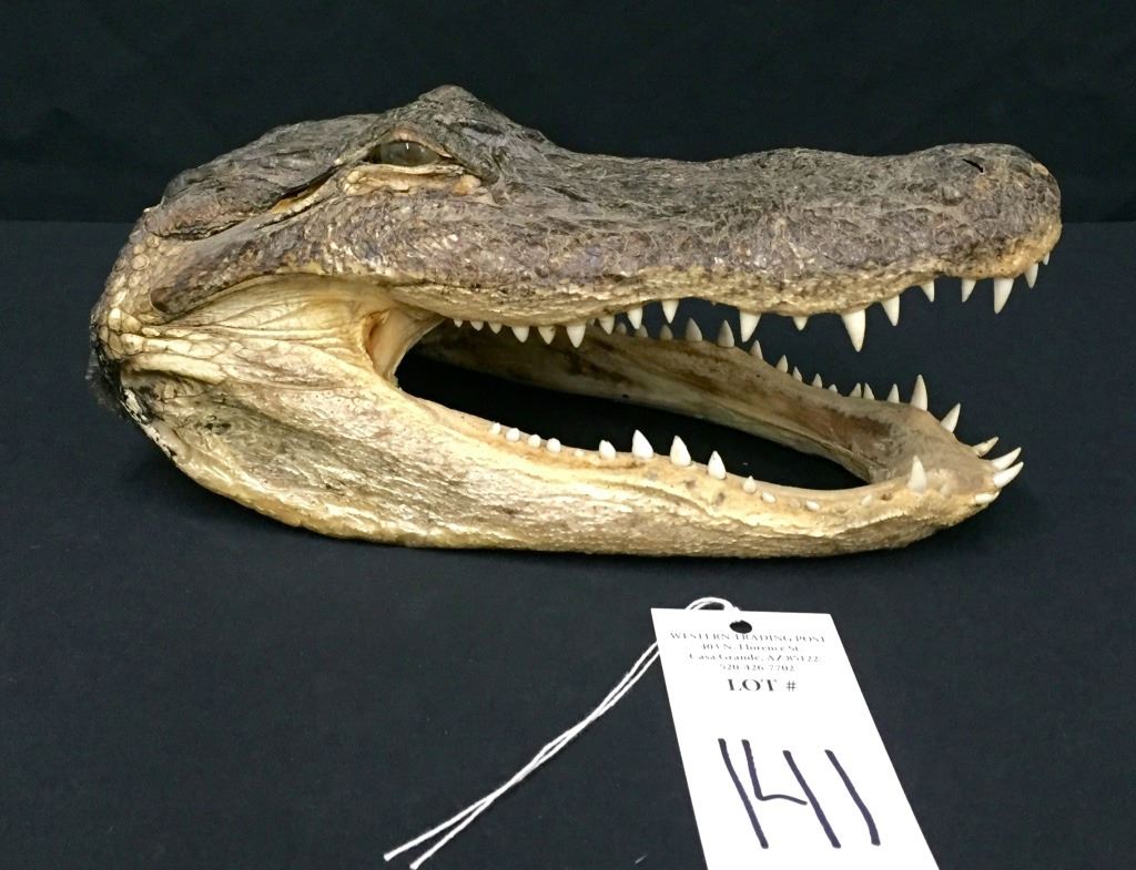 Alligator Head Taxidermy Mount