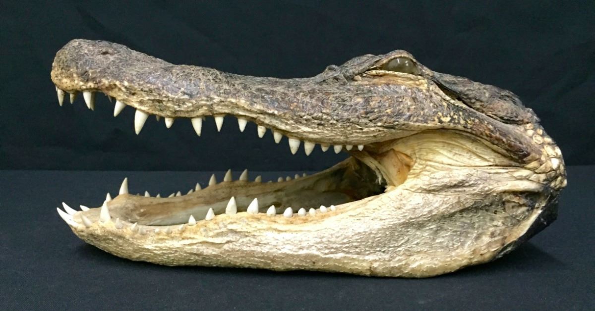 Alligator Head Taxidermy Mount