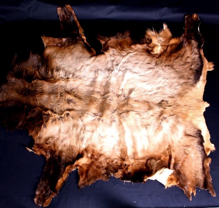 Tanned Montana Elk Hide