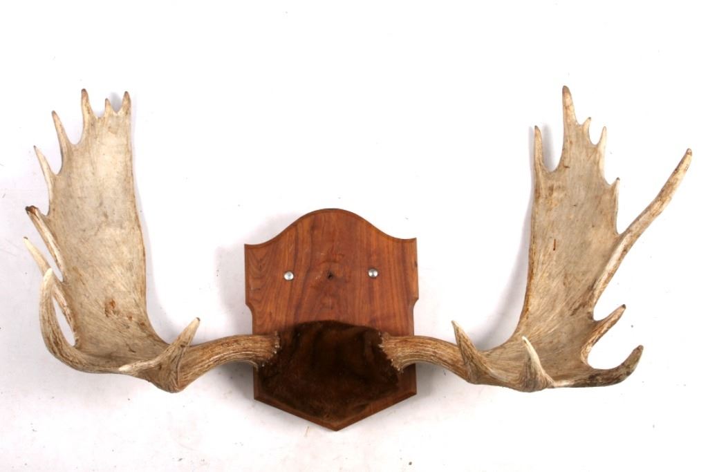 Alaskan Trophy Moose Antler Mount LARGE
