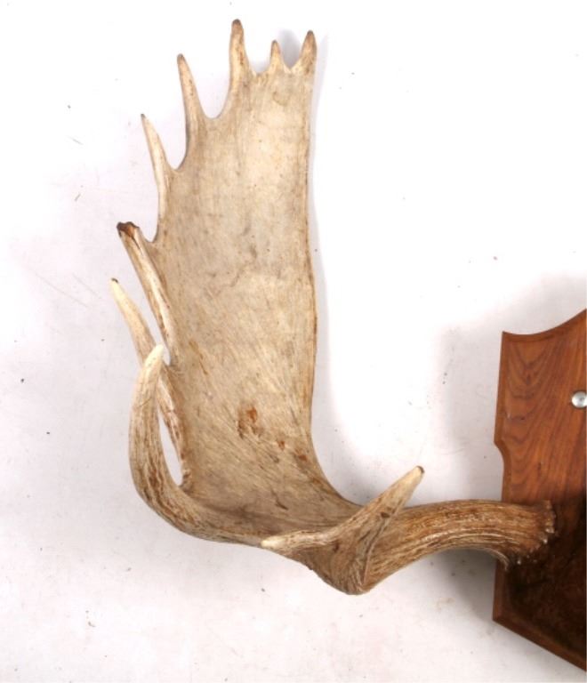 Alaskan Trophy Moose Antler Mount LARGE