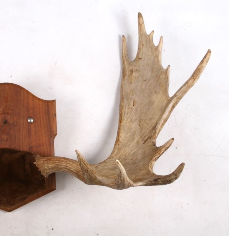 Alaskan Trophy Moose Antler Mount LARGE