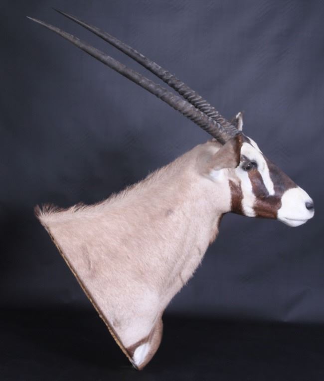 Trophy Oryx Shoulder Mount