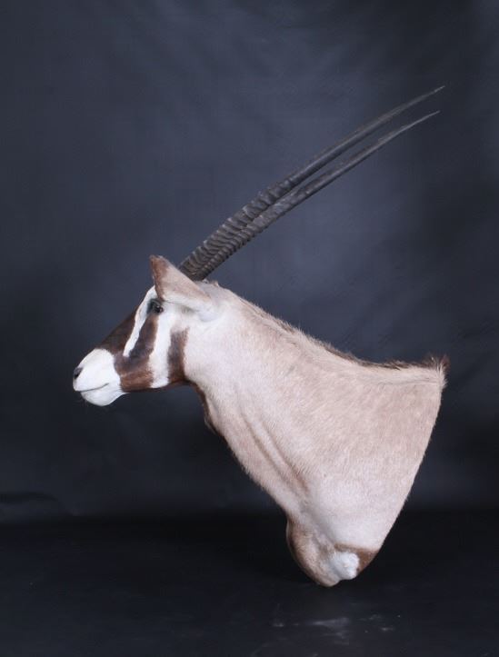 Trophy Oryx Shoulder Mount