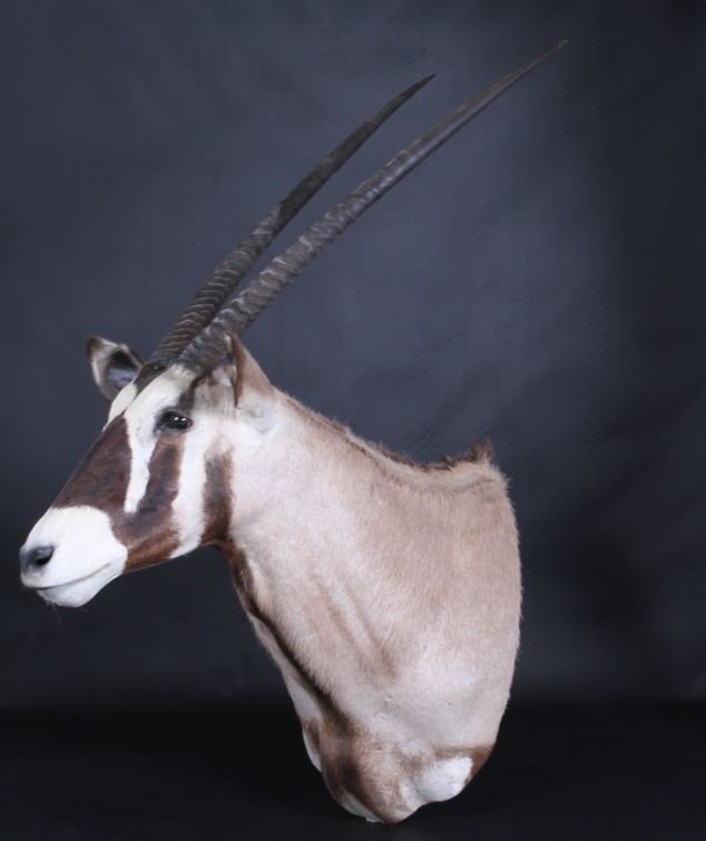Trophy Oryx Shoulder Mount