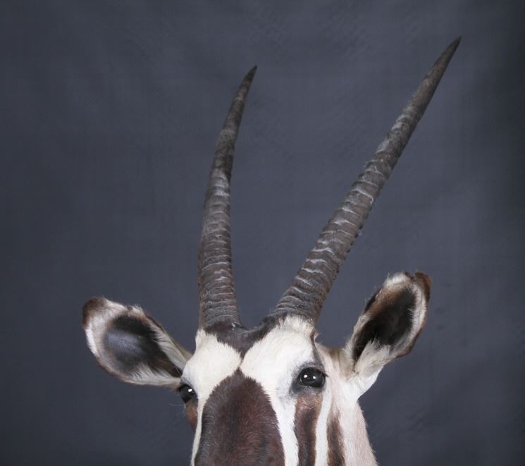 Trophy Oryx Shoulder Mount