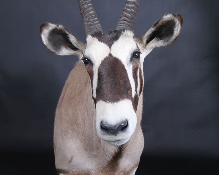 Trophy Oryx Shoulder Mount