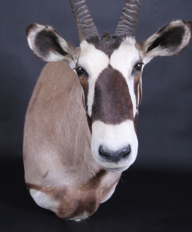 Trophy Oryx Shoulder Mount