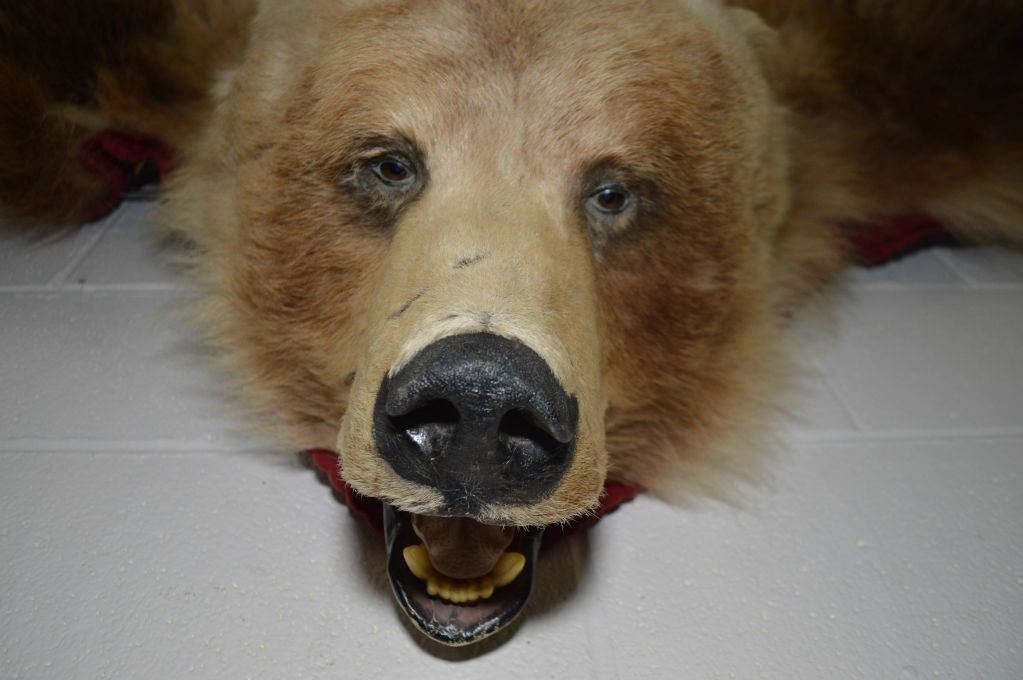 Mounted grizzly bear skin rug, beautiful cinnamon colour, 78" nose to tail