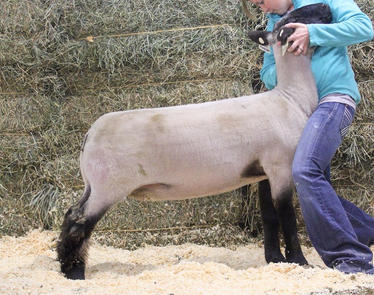 Middlesworth Club Lambs