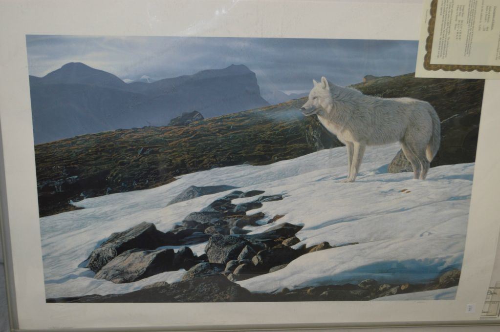Unframed limited edition print "Arctic Light-Arctic Wolf" pencil signed ...