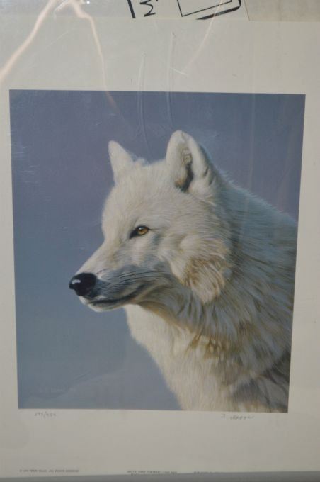 Unframed limited edition print "Arctic Wolf Portrait" pencil signed by ...