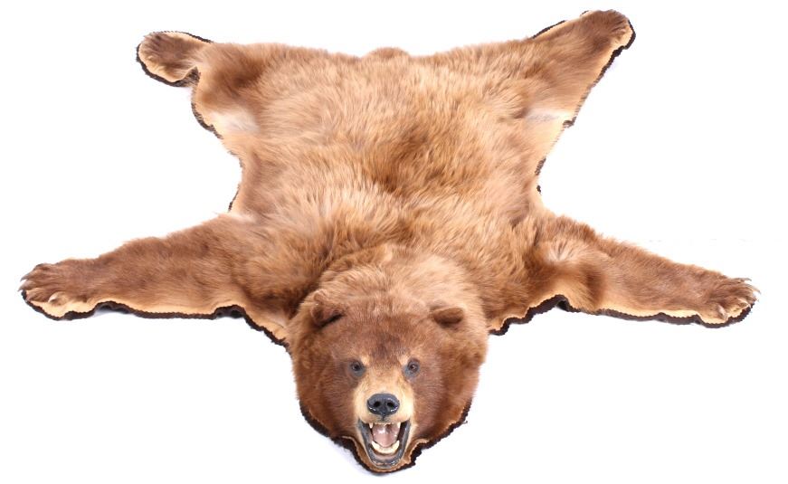 Montana Cinnamon Black Bear Trophy Rug