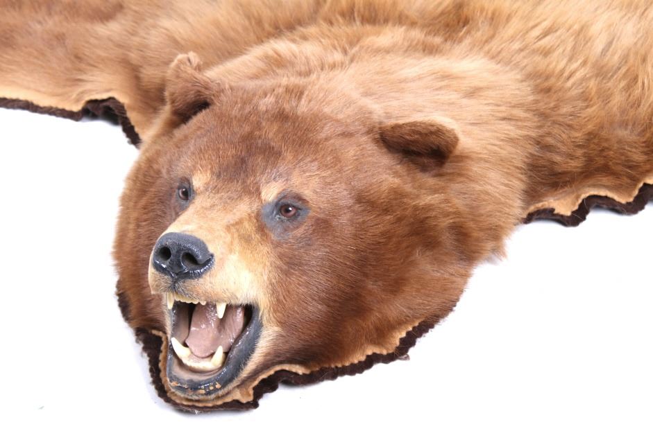 Montana Cinnamon Black Bear Trophy Rug