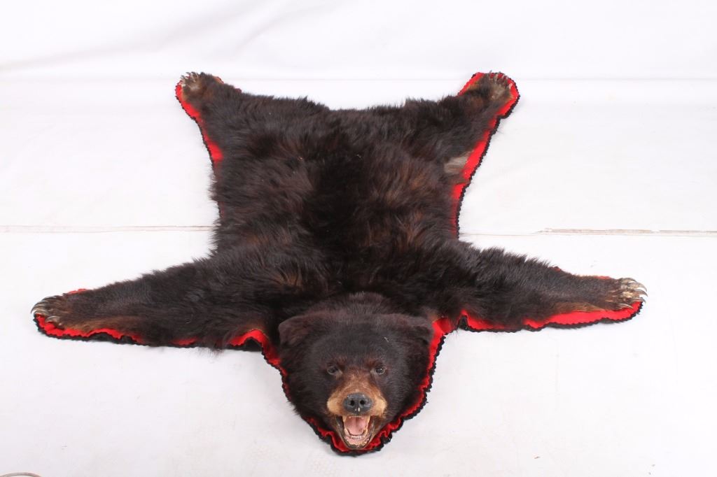 Trophy Montana Black Bear Rug