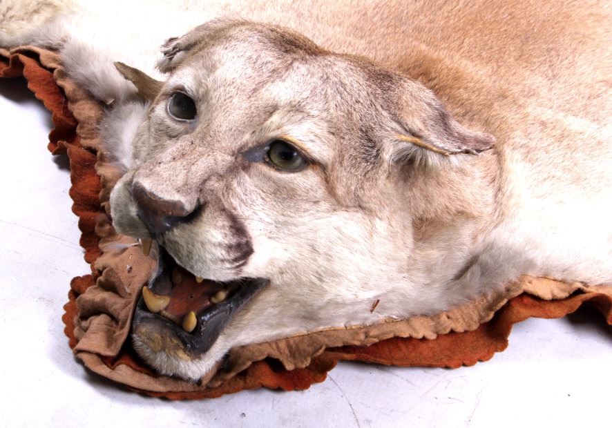 Montana Trophy Mountain Lion Taxidermy Rug Mount