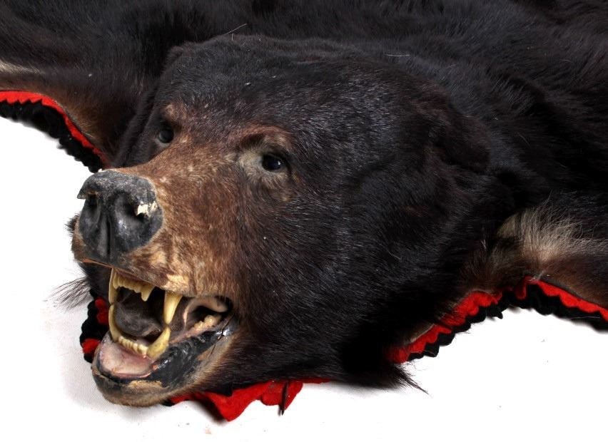Trophy Montana Black Bear Rug