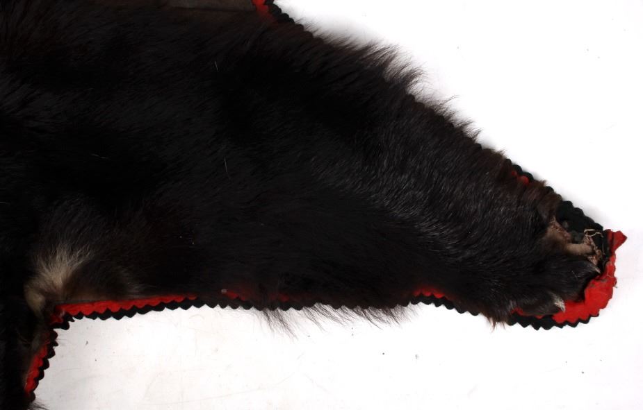 Trophy Montana Black Bear Rug