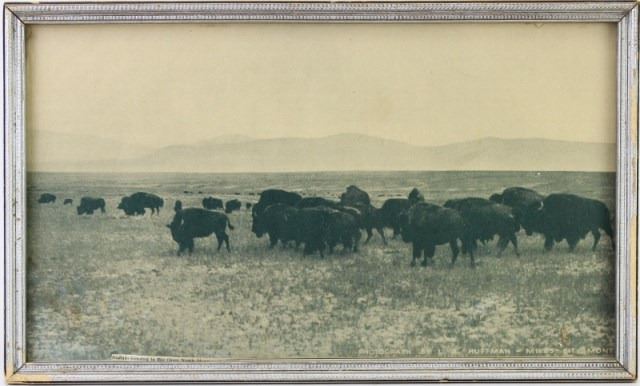 Buffalo grazing in Big North Montana in 1880