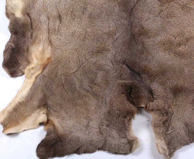 Montana Mule Deer Hide