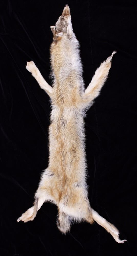 Trophy Red Fox Pelt