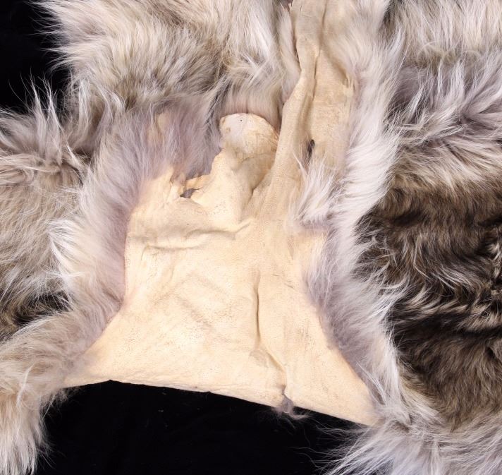 Large Montana Timber Wolf Hide Skinned and Tanned