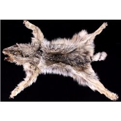 Large Montana Timber Wolf Hide Skinned and Tanned