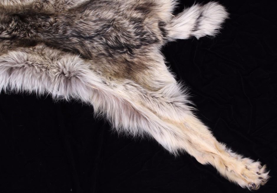 Large Montana Timber Wolf Hide Skinned and Tanned