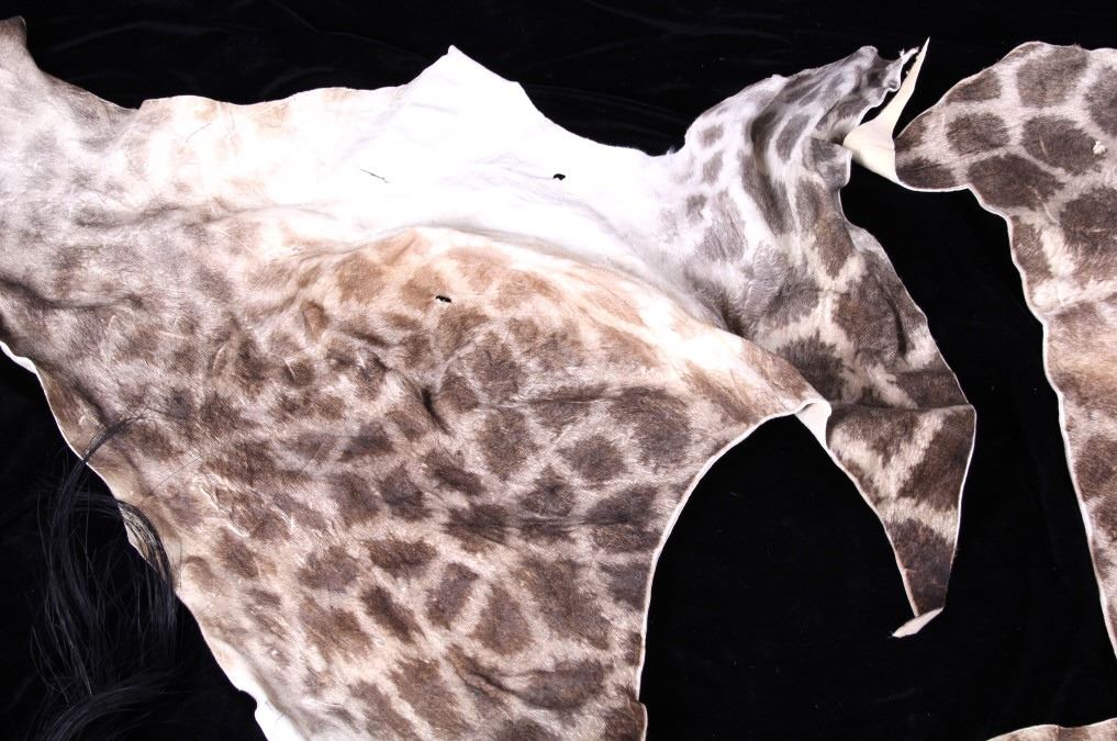 Genuine Giraffe Hide