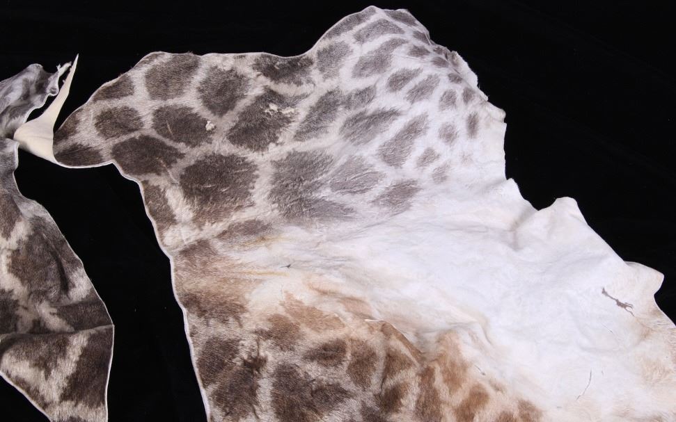Genuine Giraffe Hide
