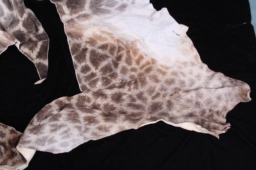 Genuine Giraffe Hide