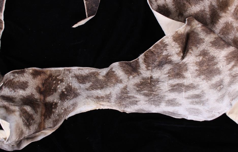 Genuine Giraffe Hide