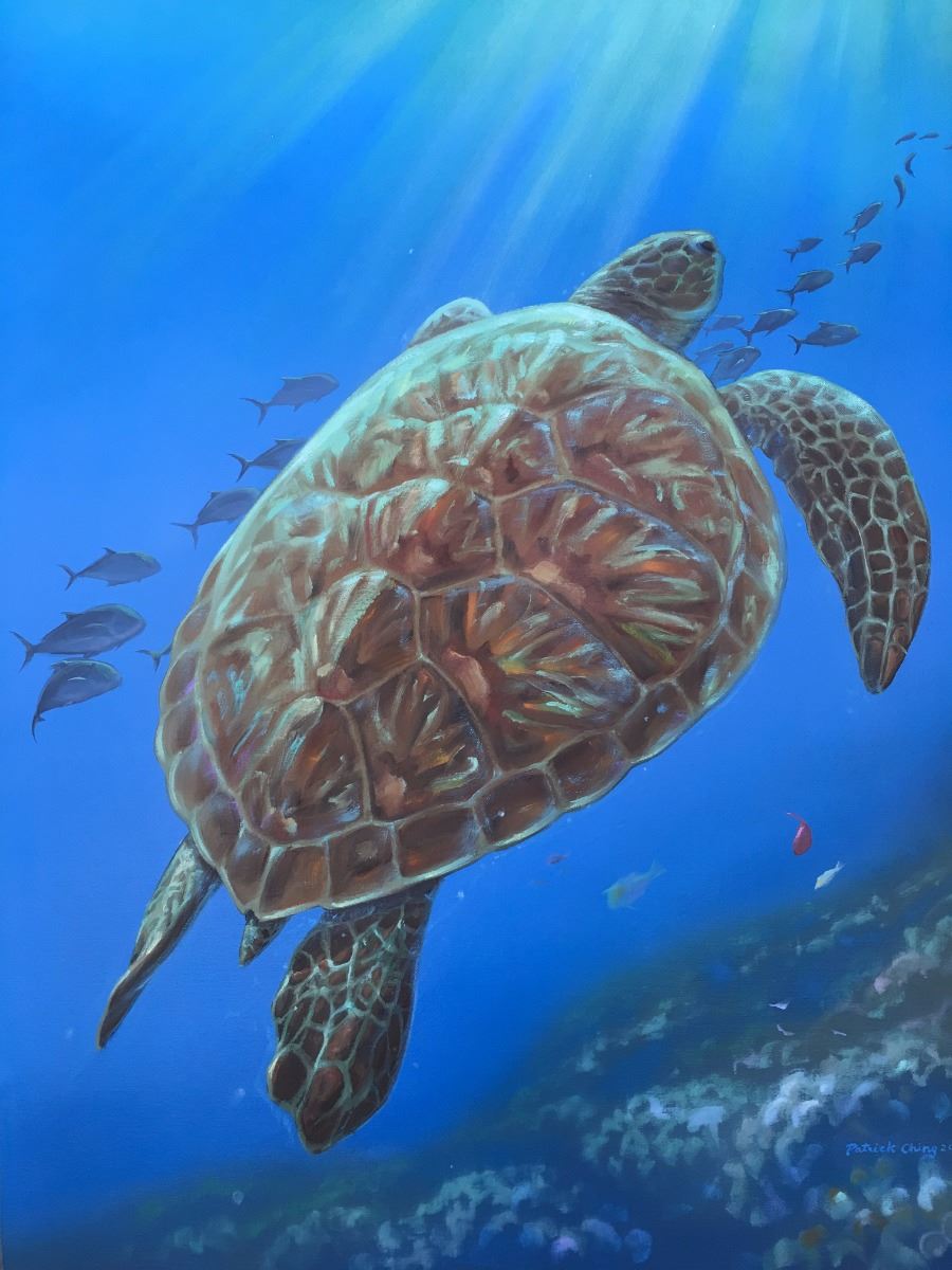 Honu Drift - KAI Show, Patrick Ching 2017