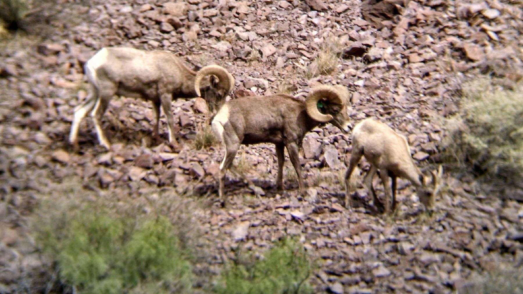 New Mexico Desert Bighorn Sheep Permit Wsf World Headquarters
