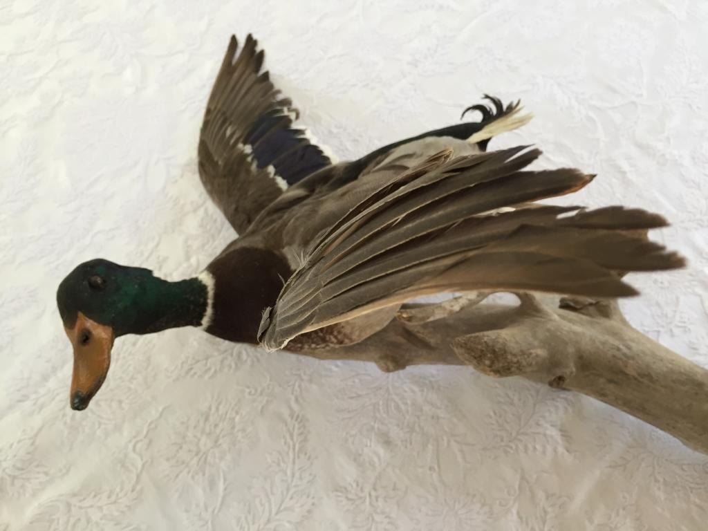 Flying Fowl, Mallard Ducks Taxidermy, Wall Mount