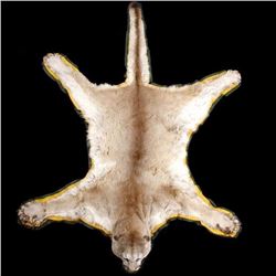 Montana Trophy Mountain Lion Rug