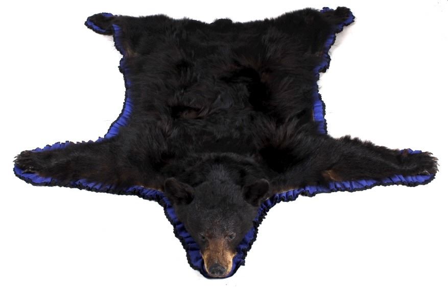 Large Montana Black Bear Rug Mount