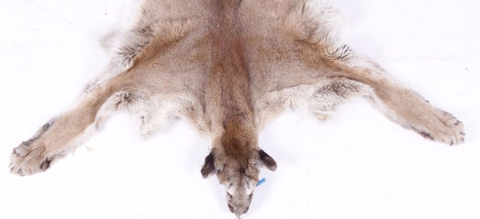 Montana Mountain Lion Hide