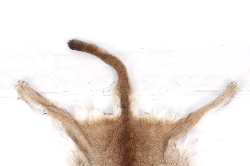 Montana Mountain Lion Hide