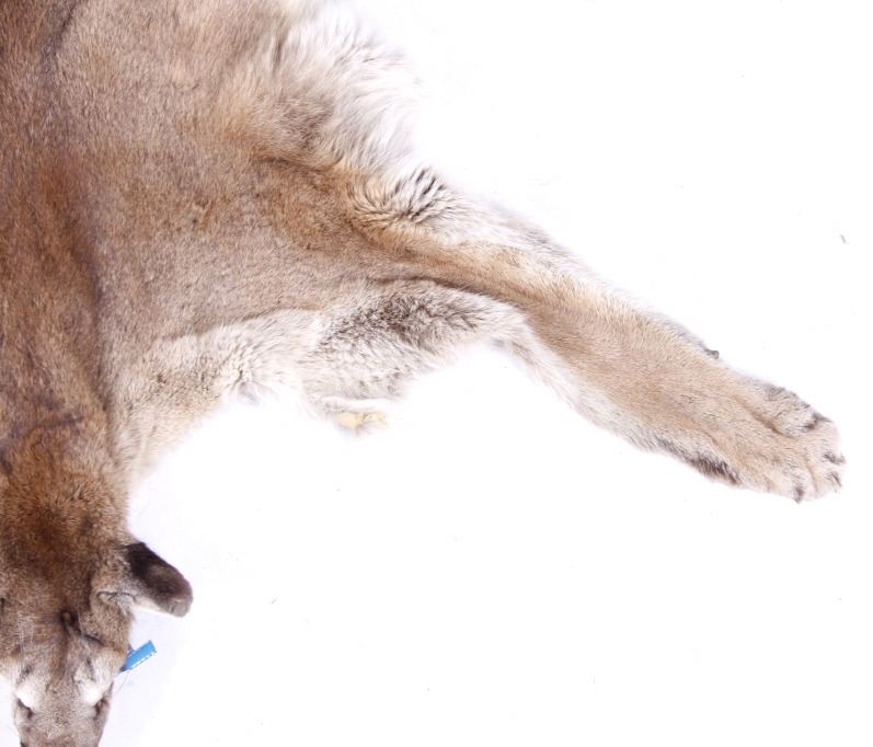 Montana Mountain Lion Hide