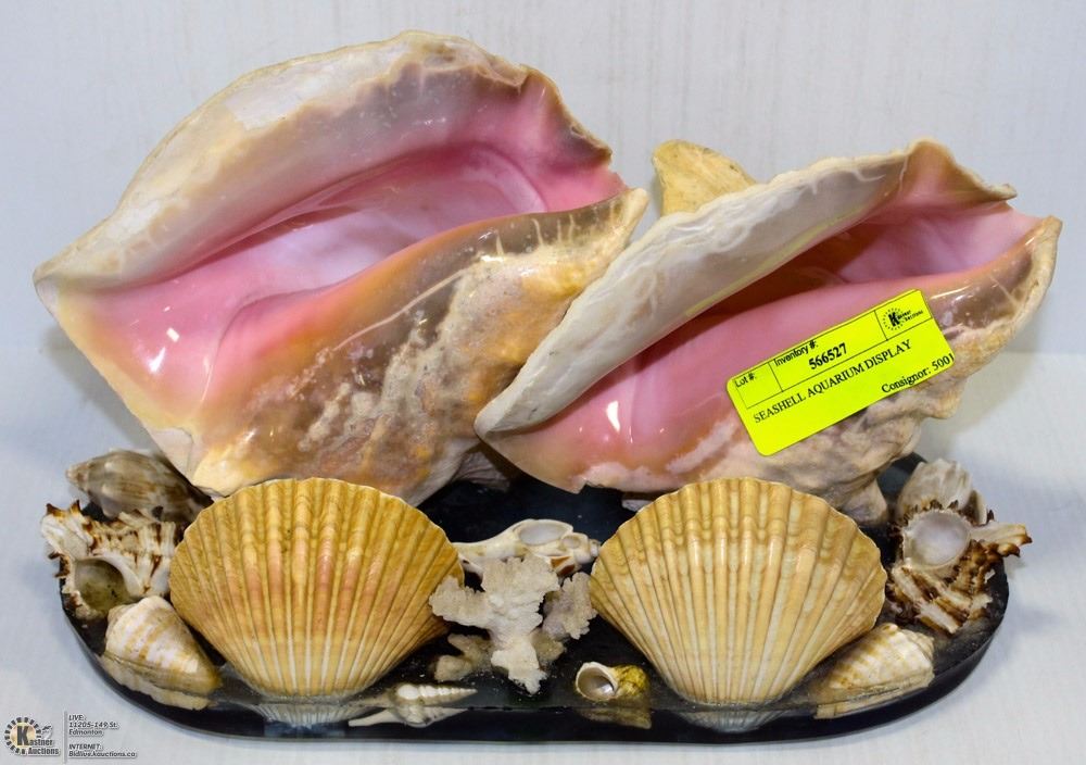 SEASHELL AQUARIUM DISPLAY
